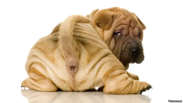 La extraordinaria evolución del ano - BBC News Mundo