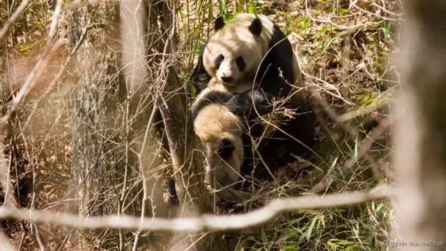 Ataque De Panda Variedades | El Adorable “ataque” De Un Bebé