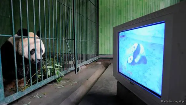 Ataque De Panda Variedades | El Adorable “ataque” De Un Bebé