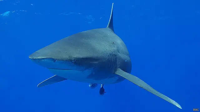 Pemangsa yang berhasil: hiu - BBC News Indonesia