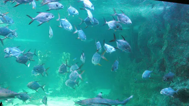 Plenty more fish in the sea 天涯何处无芳草 - BBC 英伦网