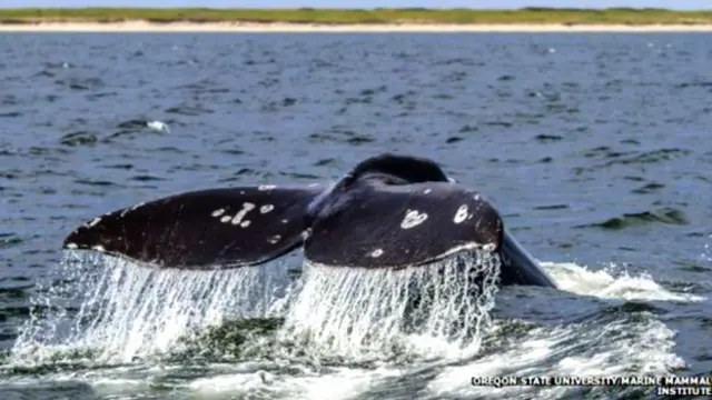 Gri balinanın Büyük Okyanus'ta rekor kıran göçü - BBC News Türkçe