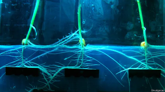 Cientistas desenvolvem planta-robô que promete revolucionar estudo ...