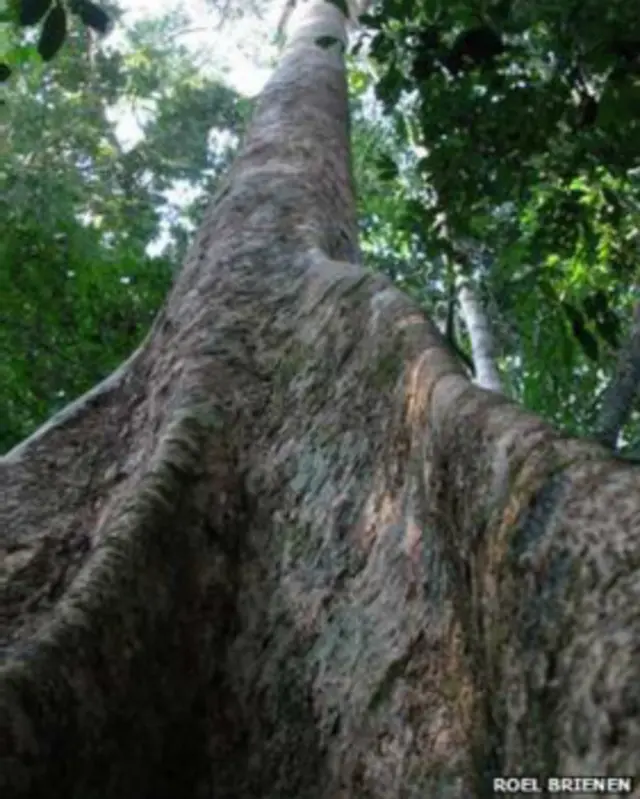 1% das árvores da Amazônia 'captura metade do carbono da região' - BBC ...