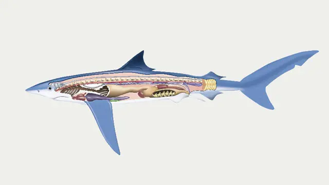 Pemangsa yang berhasil: hiu - BBC News Indonesia