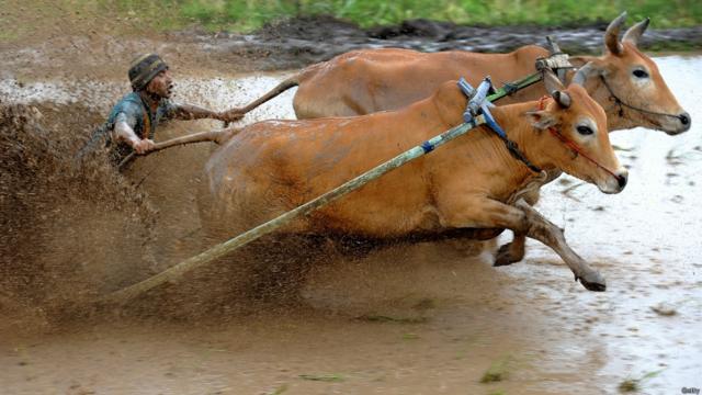 Rayakan panen dengan karapan sapi - BBC News Indonesia