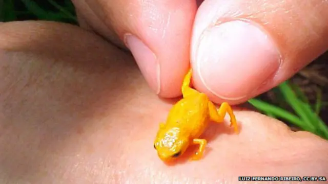 Peneliti temukan tujuh spesies katak baru di Brasil - BBC News Indonesia Peneliti temukan tujuh spesies katak baru di Brasil - BBC News Indonesia