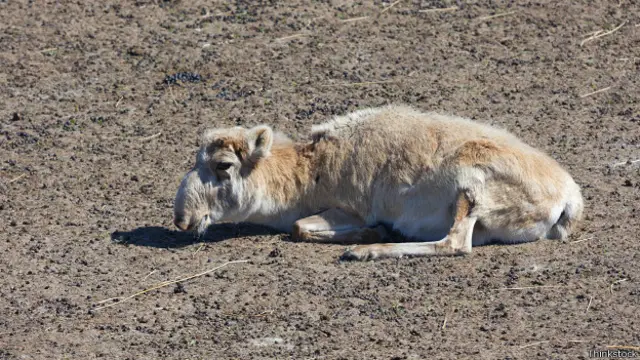 La misteriosa enfermedad que mató miles de antílopes - BBC News Mundo