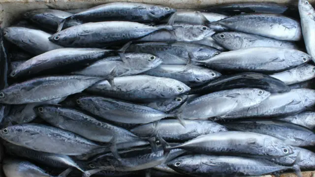 Berkunjung ke pelelangan ikan di Paotere, Makassar - BBC News Indonesia