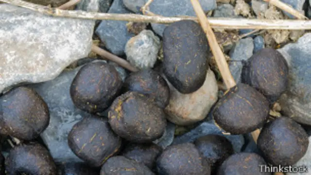 ¿De dónde salió el texto viral de "El Síndrome de la caca fría"? - BBC ...