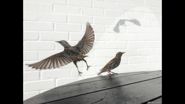 En fotos: las imágenes ganadoras de los premios iPhone - BBC News Mundo