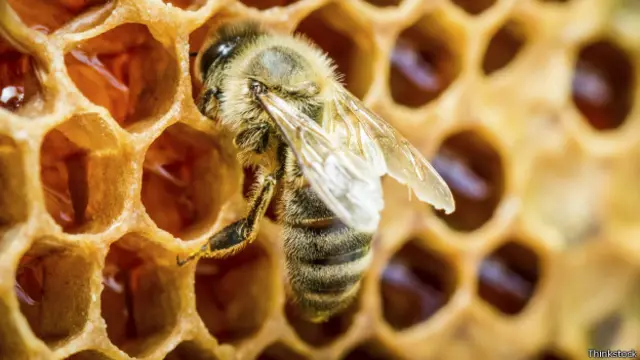 Cientistas treinam abelhas para detectar drogas - BBC News Brasil Cientistas treinam abelhas para detectar drogas - BBC News Brasil