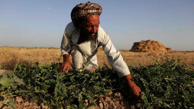 عکس: پالیزهای مزار؛ خروارهای تربوز و خربوزه - BBC News فارسی