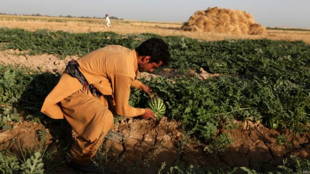 عکس: پالیزهای مزار؛ خروارهای تربوز و خربوزه - BBC News فارسی