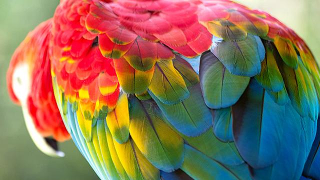 Un estallido de luces y color - BBC News Mundo