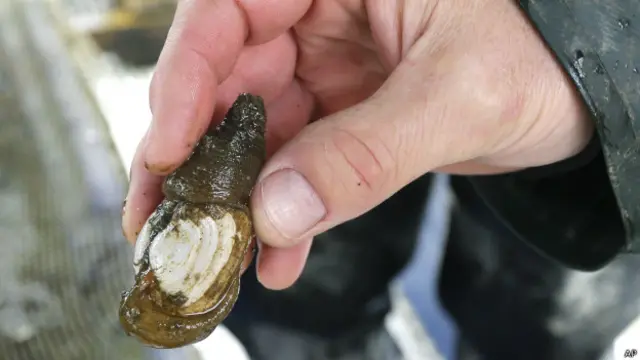 Geoduck, la extraña almeja fálica norteamericana que conquista a China ...