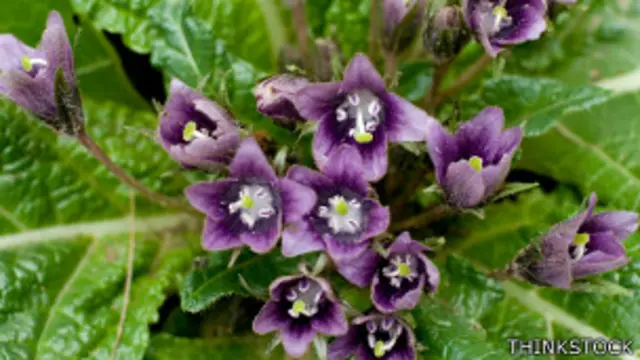 mandragora planta comprar