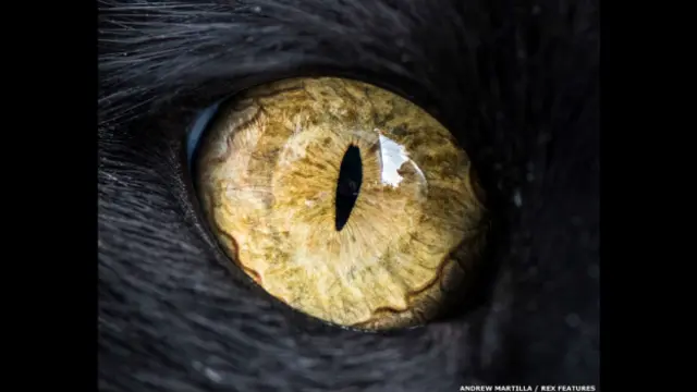 Un acercamiento a los fascinantes ojos de los felinos - BBC News Mundo