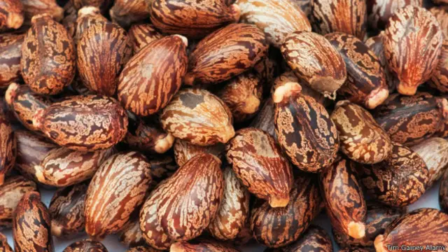 Estas son las plantas más venenosas del mundo - BBC News Mundo