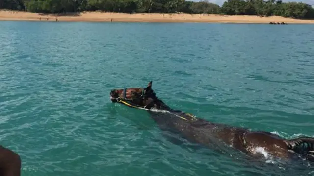 Las fotos del combate mortal entre una serpiente y uno de los peces más ...