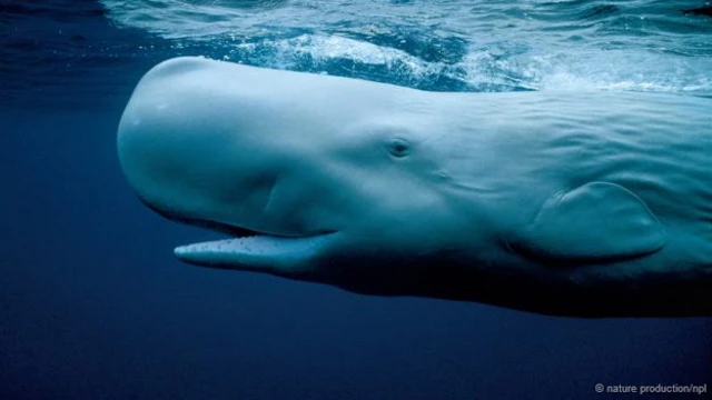 ما هي أشهر الحيتان في العالم؟ - BBC News عربي