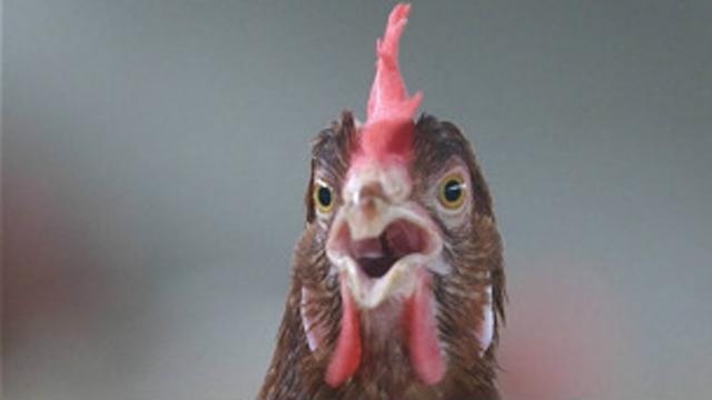 Mike, el pollo que vivió un año y medio sin cabeza - BBC News Mundo