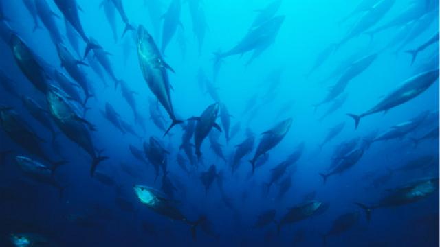 Lo que hay detrás de la larga guerra por el atún entre México y EE.UU ...