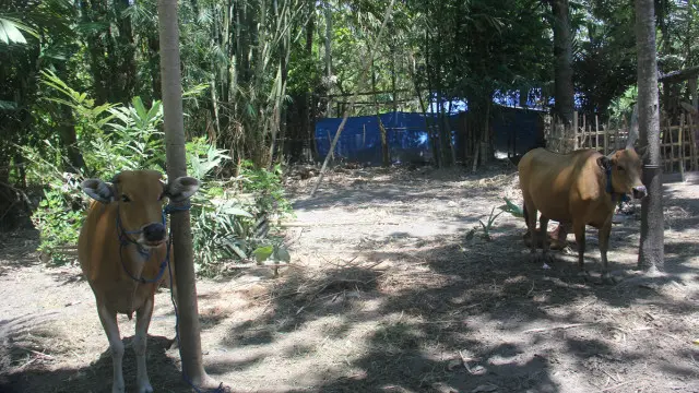 Warga Gunung Botak alami gangguan kesehatan - BBC News Indonesia