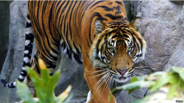 نمر نيوزيلندا المفترس لن يُقتَل - BBC News عربي