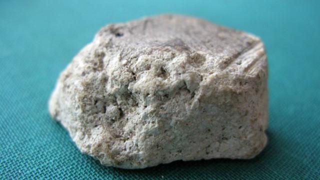 ¿Por qué la caca de cachalote se cotiza en miles de dólares? - BBC News ...