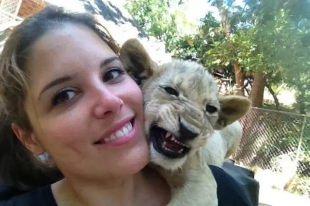 Voluntária faz campanha para salvar filhote de leão que viu crescer em ...