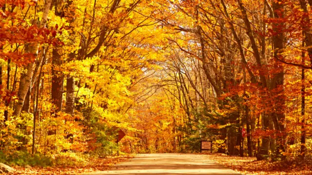 Colores De Las Hojas De Otoño Enlistamos Los árboles Con Las Hojas