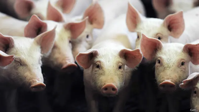 Organ babi bisa ditransplantasi ke tubuh manusia - BBC News Indonesia