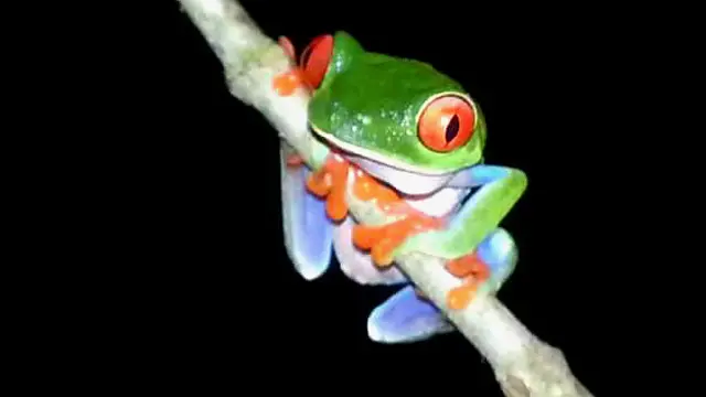 ¿Dónde están los animales más coloridos del mundo? - BBC News Mundo