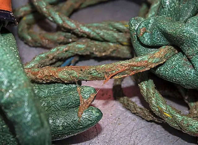 El extraño moco rosa que invadió un fiordo en Noruega - BBC News Mundo