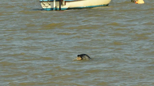 Tâmisa: como o mais icônico rio britânico 'ressuscitou' após ter 'morte ...