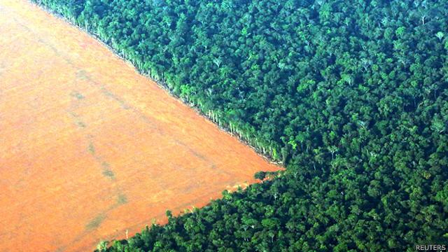 Amazonía: la deforestación amenaza la mitad de las especies de árboles ...