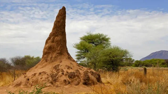 Ditemukan, sarang rayap berusia 2.000 tahun - BBC News Indonesia