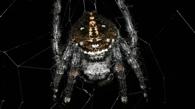 A pequena aranha que constrói a maior e mais forte teia do mundo - BBC ...