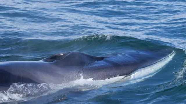 Kenapa ada negara yang masih berburu paus? - BBC News Indonesia