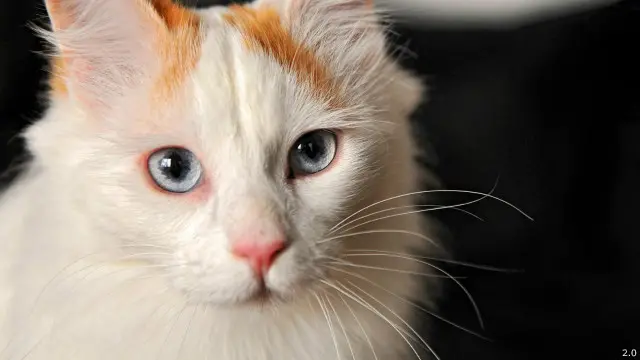 Kucing paham perasaan Anda - BBC News Indonesia