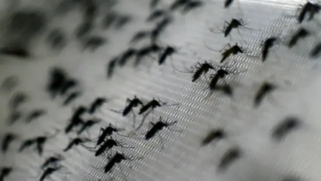 Chanjo ya Dengue kutumika Mexico - BBC News Swahili