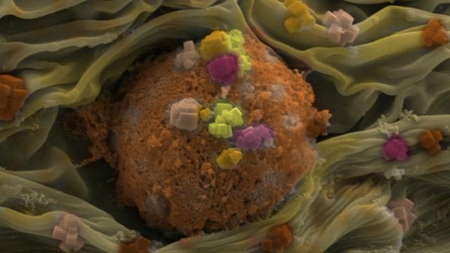 Los impresionantes colores y formas del mundo microscópico - BBC News Mundo