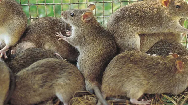 Conheça os países em que ratos ainda estão no cardápio - e não é por ...