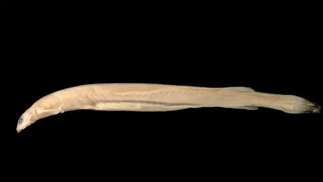 Ocho animales que quizás no sabes que son vampiros - BBC News Mundo