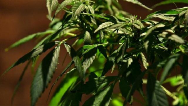 Kuliner Mie Aceh, antara isu ganja, hikmah tsunami dan GAM - BBC News ...