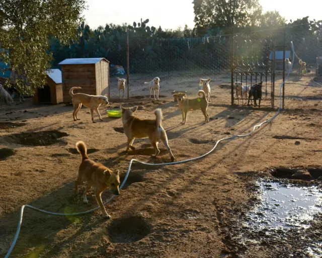 Tunisie : le problème des chiens errants - BBC News Afrique
