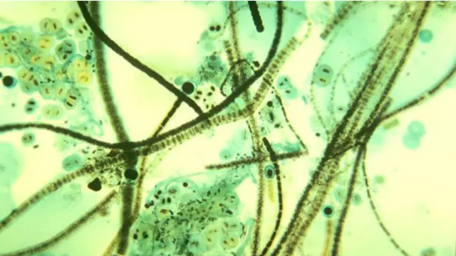 Como surgiu o oxigênio na Terra? Ciência busca pistas de 'evento-chave ...