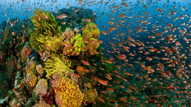 Como surgiu o oxigênio na Terra? Ciência busca pistas de 'evento-chave ...