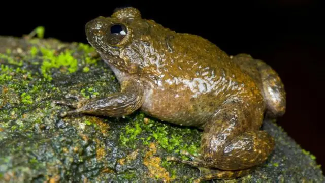 El científico que le debe la fama a una extraña rana púrpura - BBC News ...